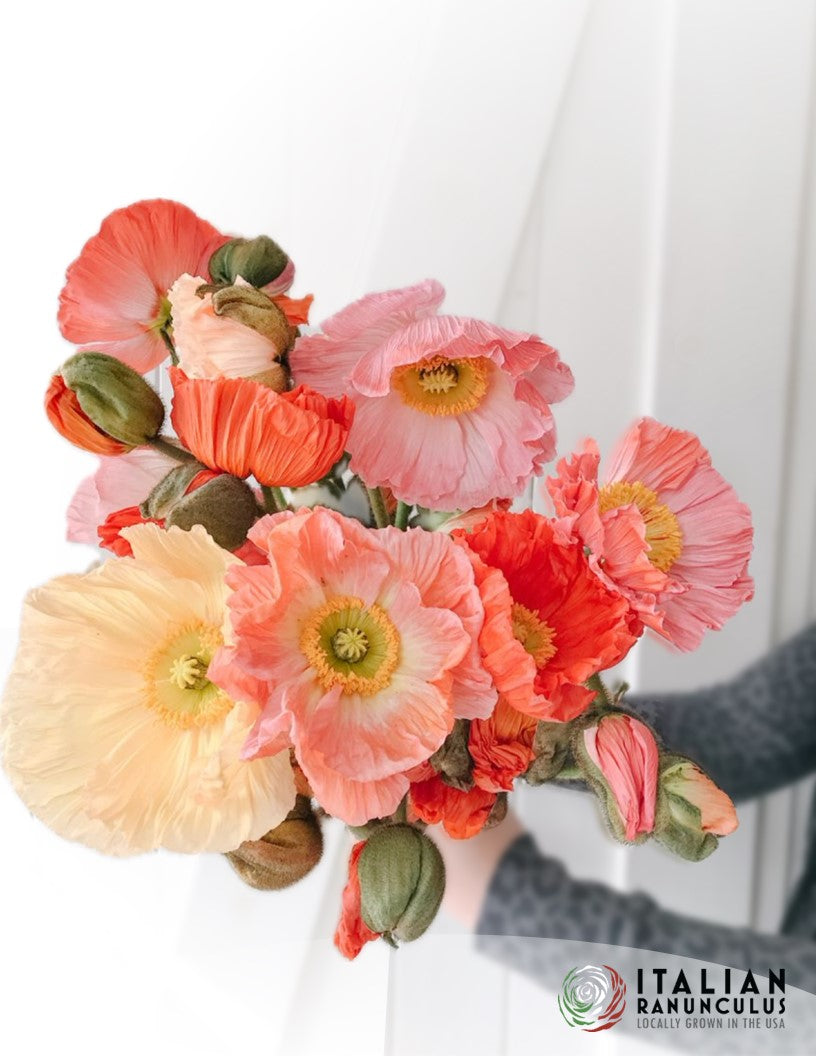 Italian Colibri poppies (Mix) – Shop Onings America