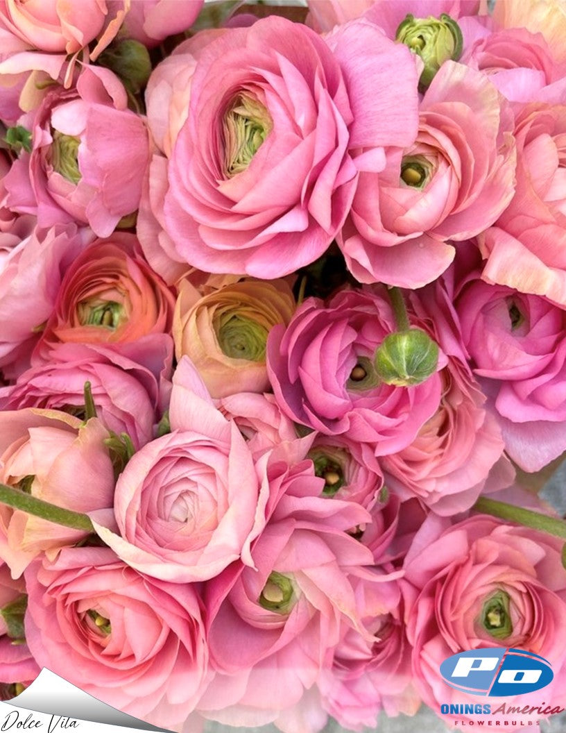 Italian Dolce Vita Ranunculus and Anemone mix – Shop Onings America